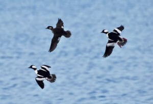 Know Your Ducks | Hardcore™ Waterfowl